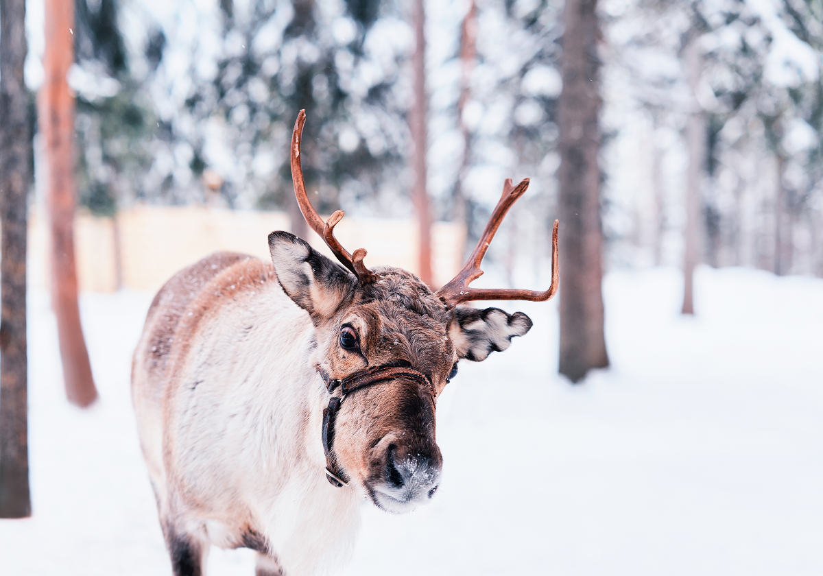 Lapponia - OBY WHAN VIAGGI E TURISMO - Agenzia di viaggi Catania